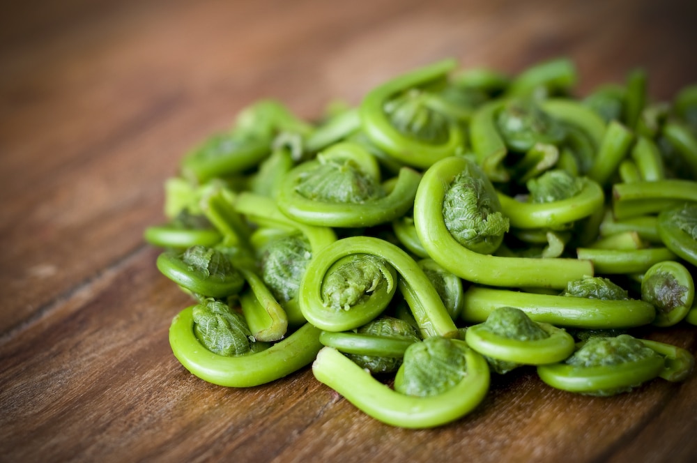 Fiddleheads ~ WILD Superfood ! - Studio Botanica