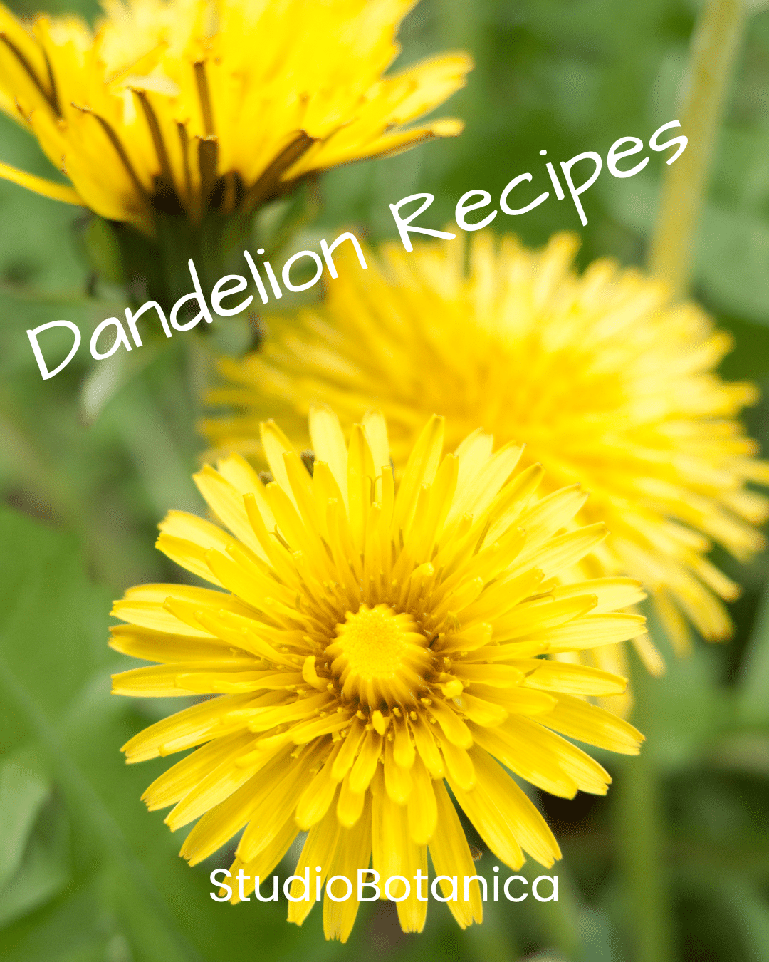 Easy Dandelion Recipes - Studio Botanica