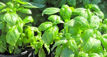 Summer Harvest : Benefits of Basil + Mint - Studio Botanica