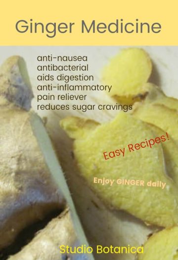 Ginger Medicine ~ 6 benefits + immune boosting recipes! - Studio Botanica