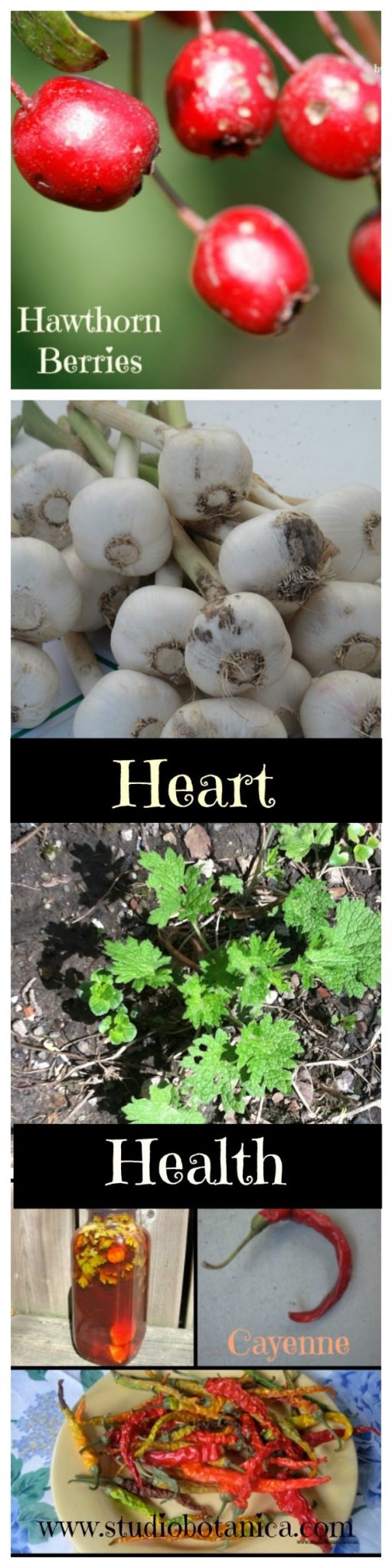 Heart Health ~ celebrating 4 healthy ideas! - Studio Botanica