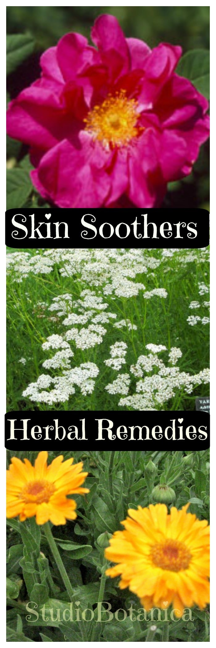 Soothe your skin with herbs. Try this easy herbal remedy! - Studio Botanica