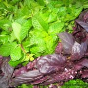 Summer Harvest : Benefits of Basil + Mint - Studio Botanica