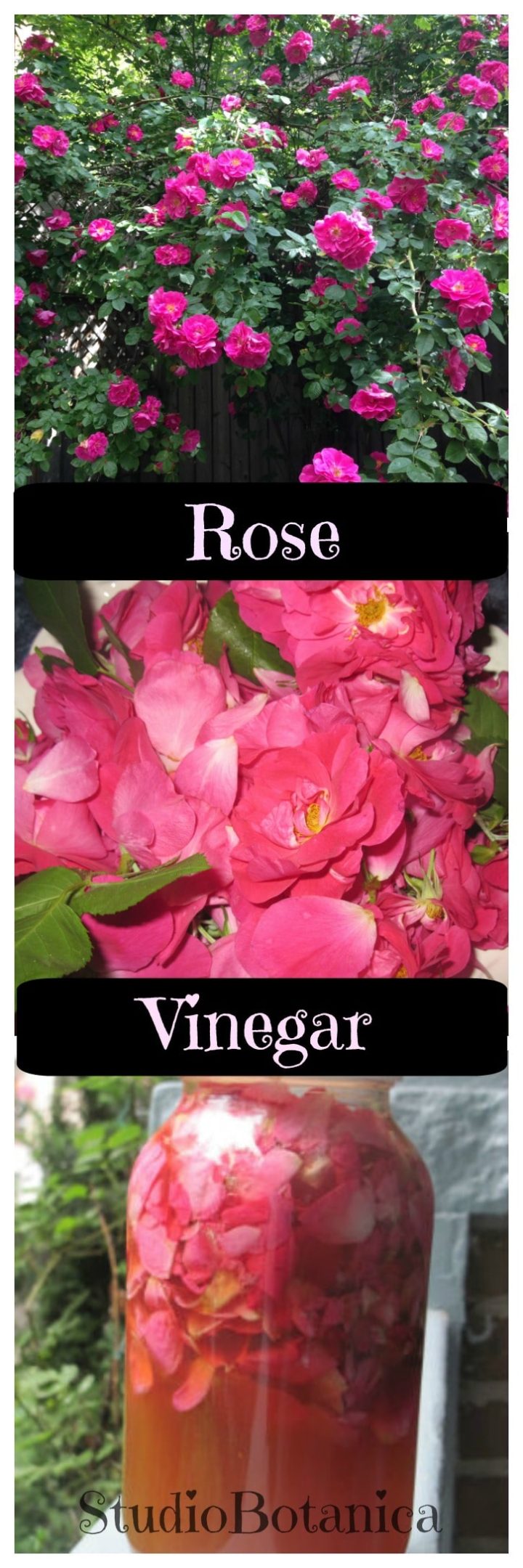 Rose Medicine ~ Rose Vinegar - Studio Botanica