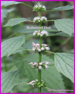 Motherwort Medicine - Studio Botanica