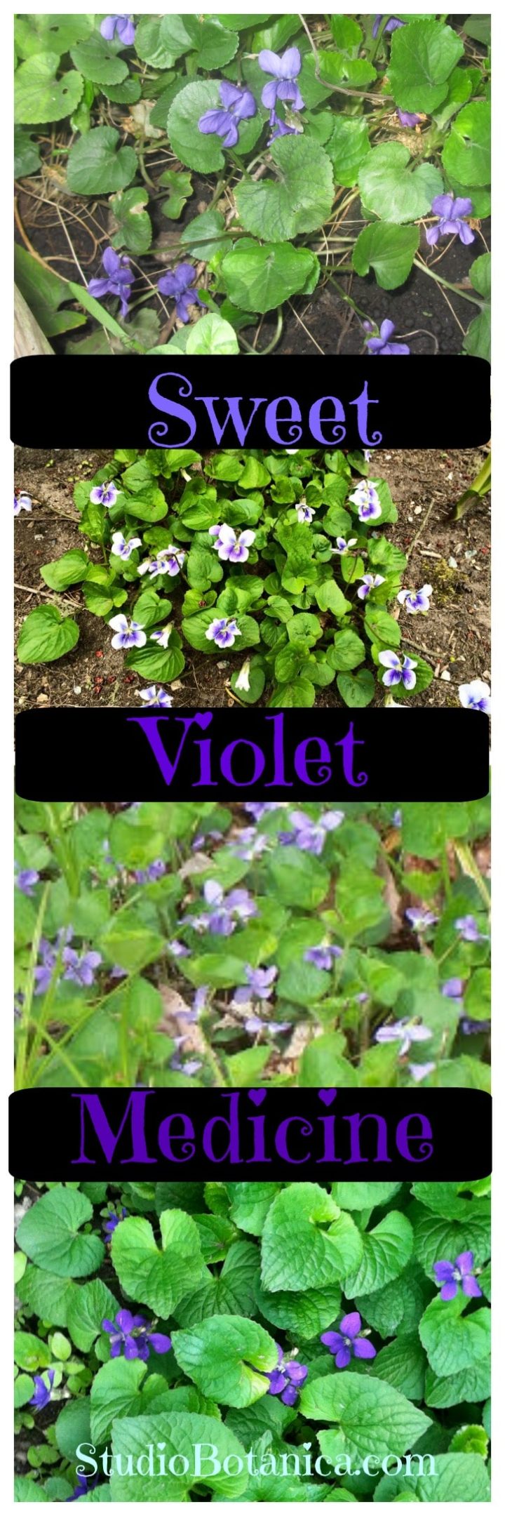 Violet Medicine