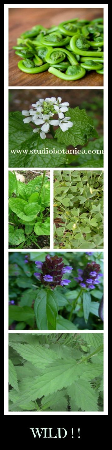 Wild foods ~ Find these wild edibles in YOUR backyard! - Studio Botanica
