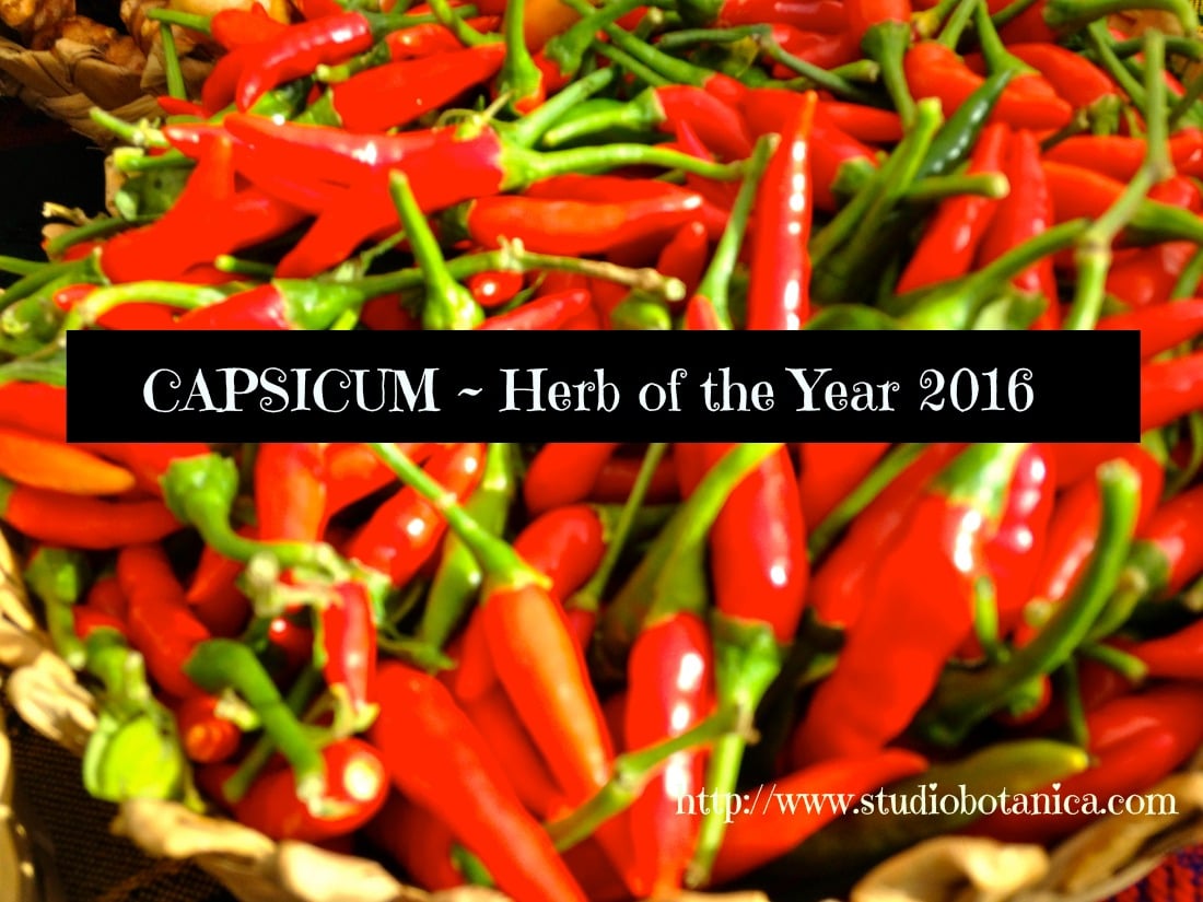 Capsicum ~ Herb of the Year 2016 - Studio Botanica