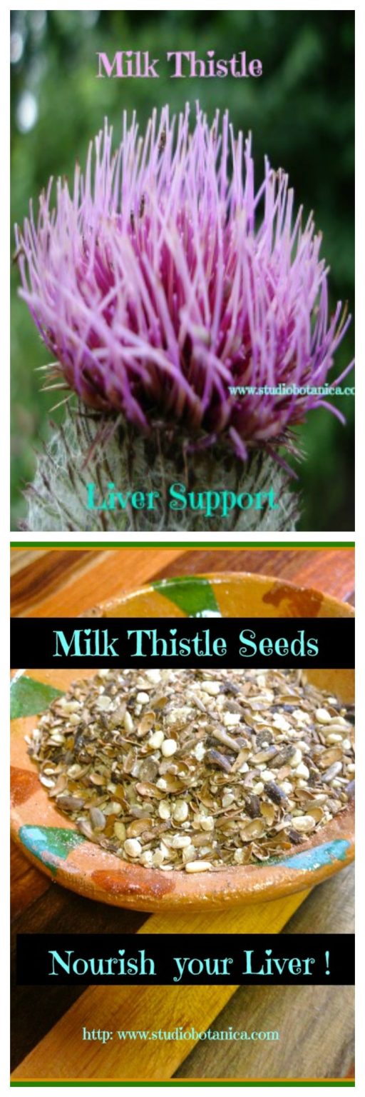 Milk Thistle Medicine - Studio Botanica