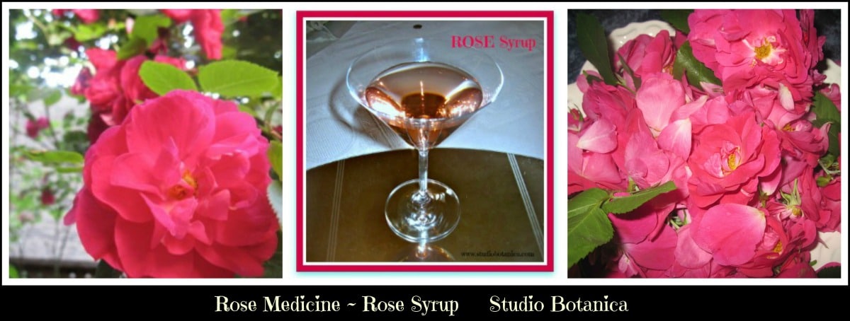 Rose Medicine ~ Rose Syrup - Studio Botanica