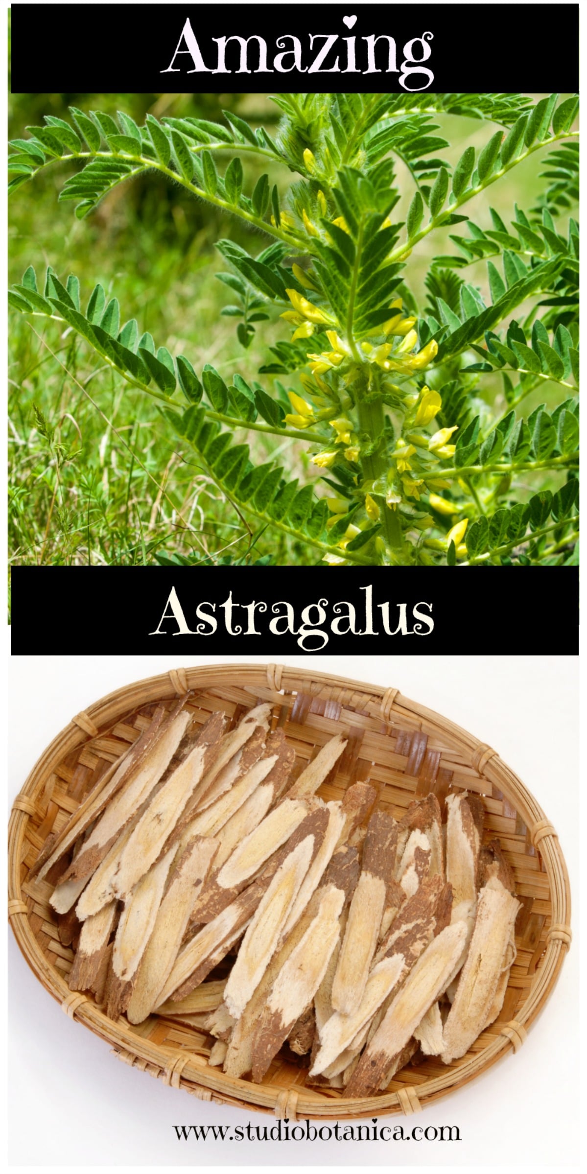 Amazing Astragalus Medicine - Studio Botanica
