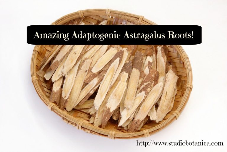 Amazing Astragalus Medicine - Studio Botanica