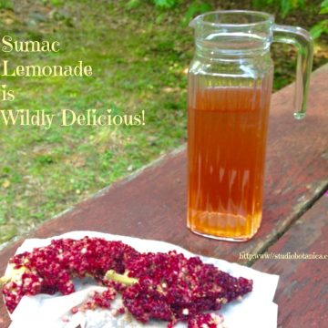 Wildly Delicious Sumac Lemonade - Studio Botanica