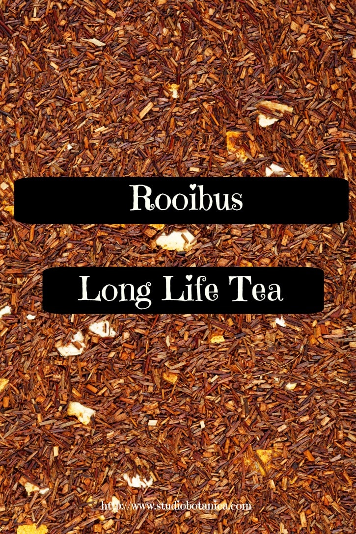 Rooibos Tea ~ for a Long Life - Studio Botanica
