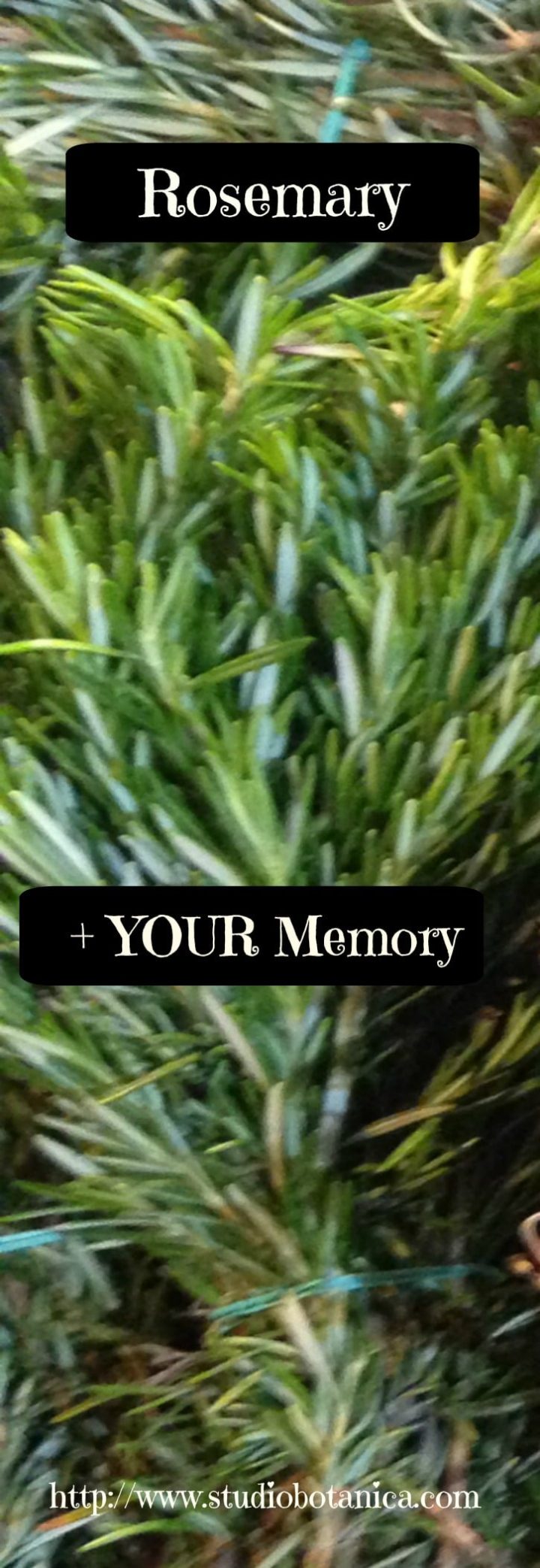 Rosemary and your Memory ~ herbal formula for you - Studio Botanica