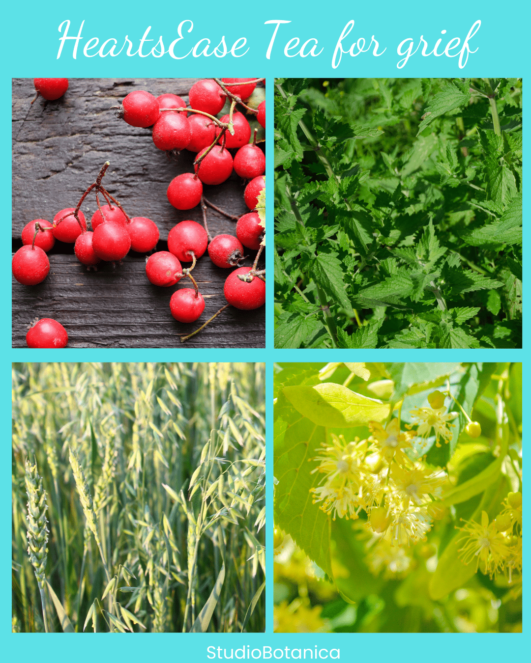 Hearts Ease Tea Recipe for Grief Support - Studio Botanica