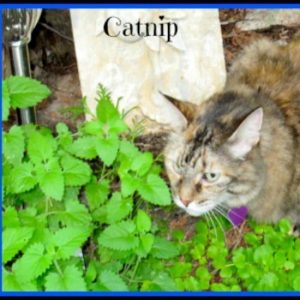 Kiddie Calm Tea Recipe - Studio Botanica