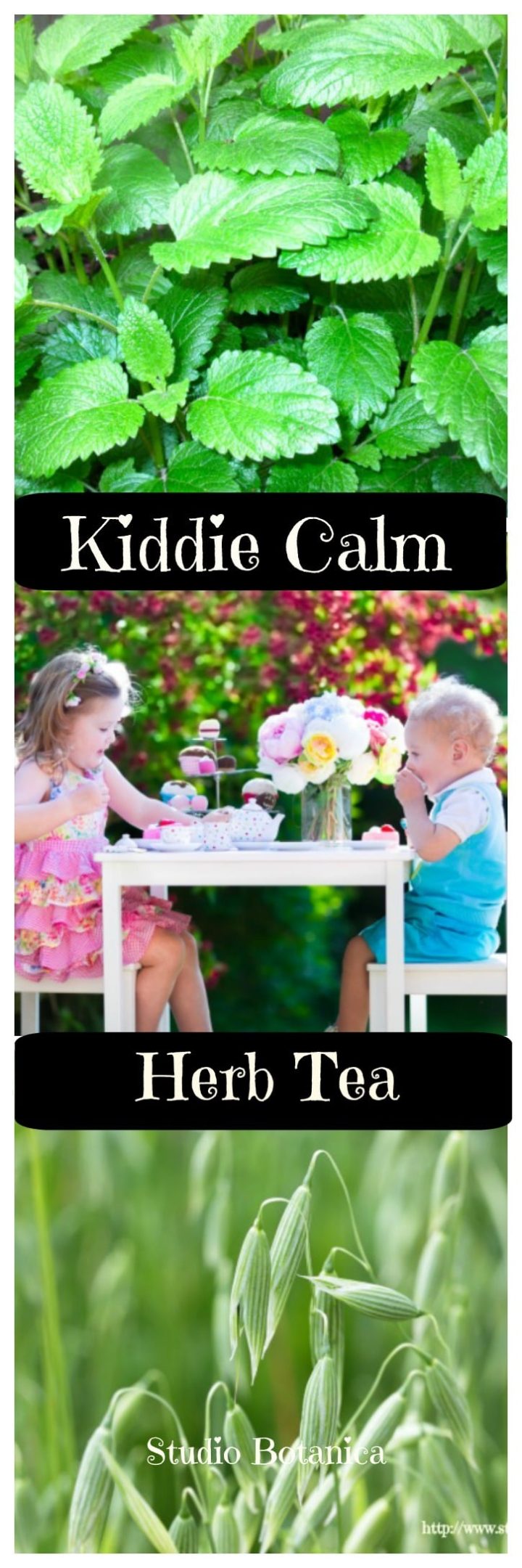 Kiddie Calm Tea Recipe - Studio Botanica