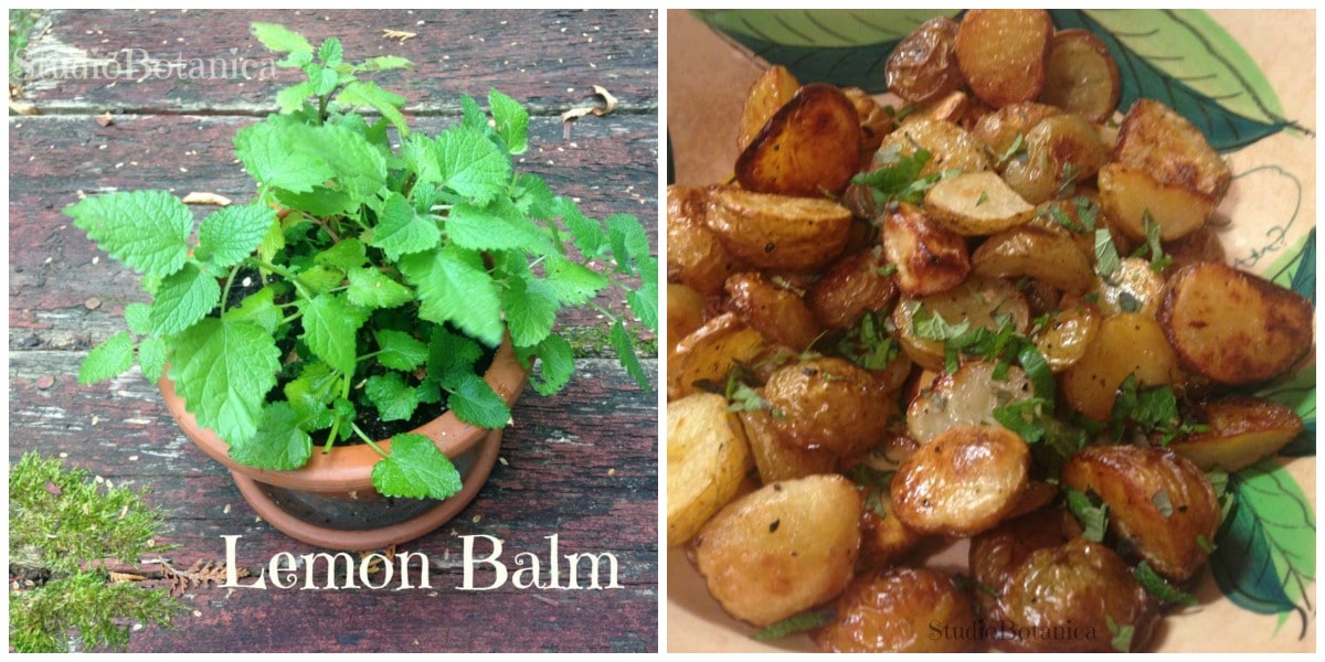 Cooking With Lemon Balm Herb