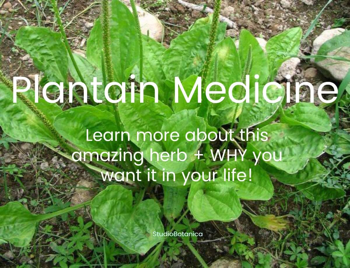 Plantain Medicine ~ the ultimate soothing healer - Studio Botanica
