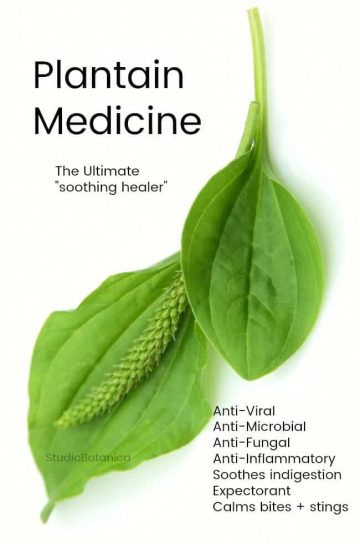 Plantain Medicine ~ the ultimate soothing healer - Studio Botanica
