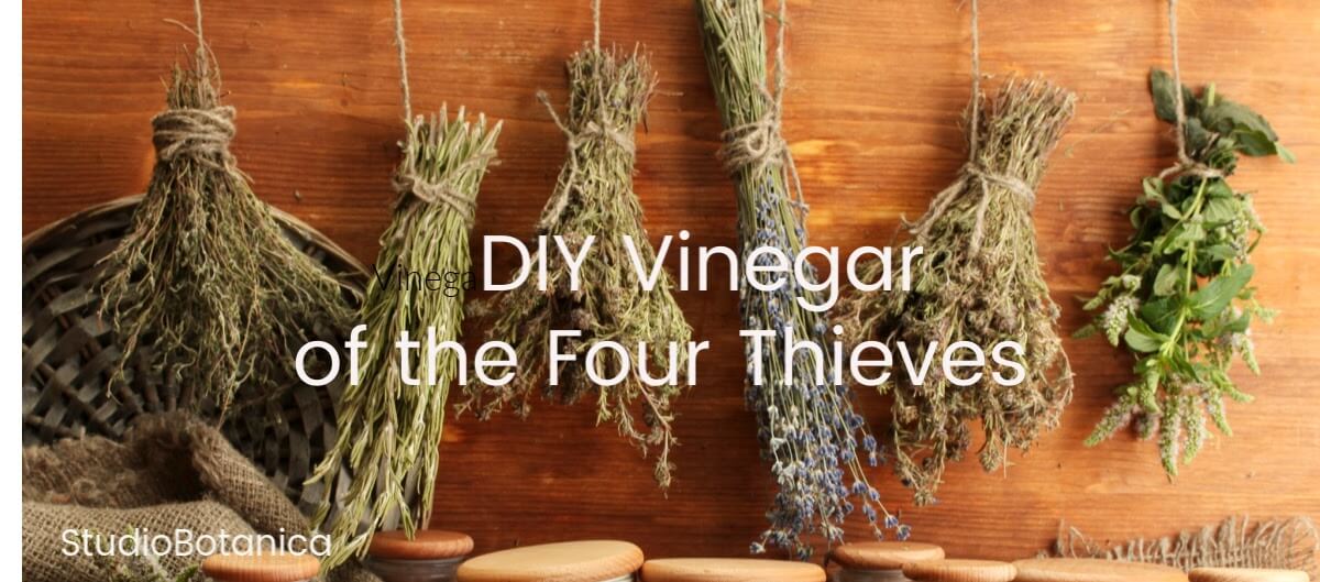Four Thieves vinegar recipe (legend included) - Studio Botanica