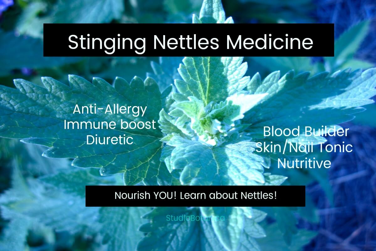 Stinging Nettle Treatment Vinegar