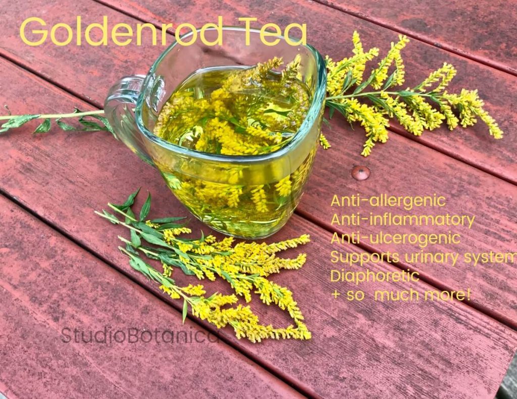DIY Goldenrod Tea + Benefits - Studio Botanica