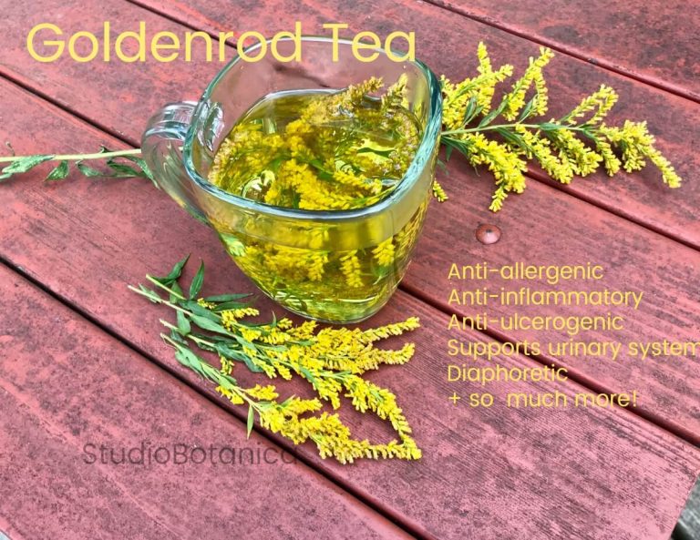 DIY Goldenrod Tea + Benefits - Studio Botanica