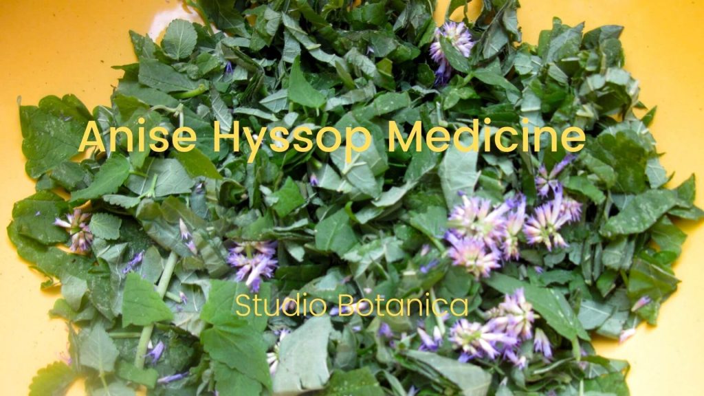 Anise Hyssop Cordial recipe ~ Deep n' Dark n' Delicious! - Studio Botanica