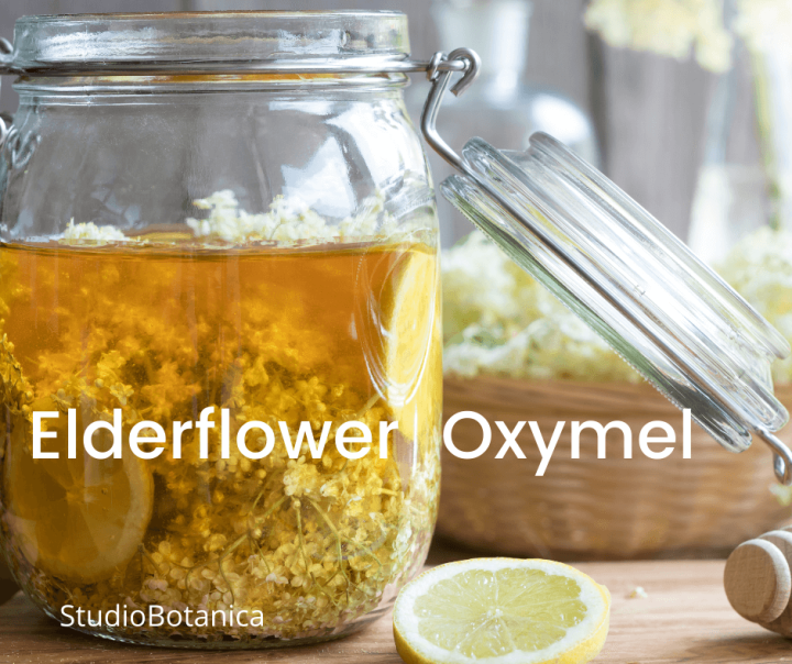 How to make Herbal Oxymels + WHY you will want to get busy! - Studio ...