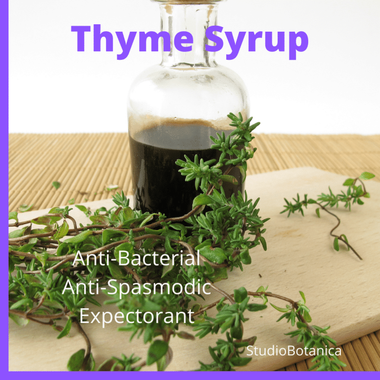 Thyme Syrup ~ Make this to combat coughs this winter! - Studio Botanica