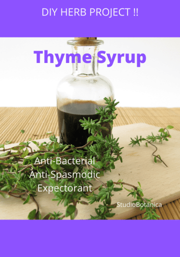 Thyme Syrup ~ Make this to combat coughs this winter! - Studio Botanica