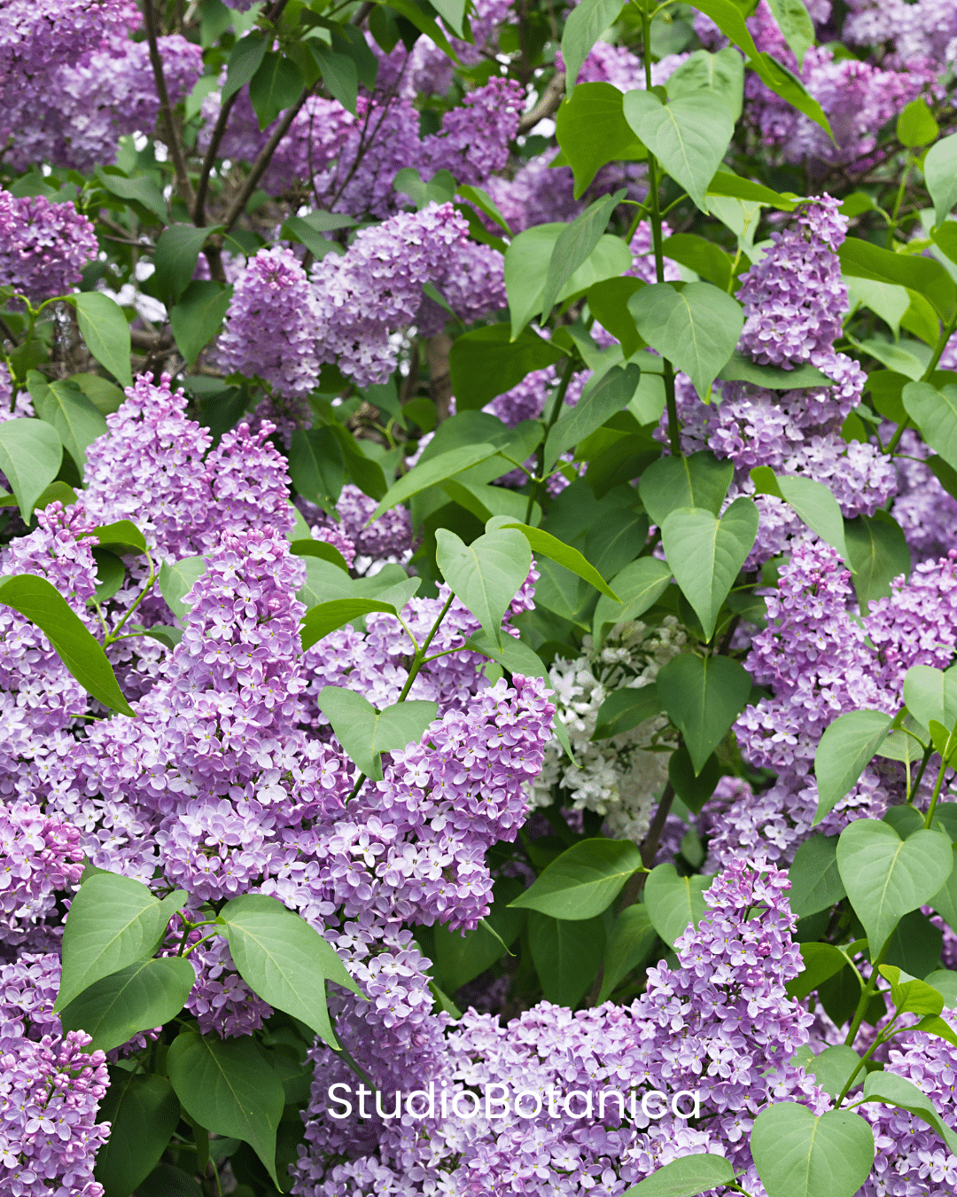 Easy Lilac Recipes ~ Lilac Honey + more! - Studio Botanica