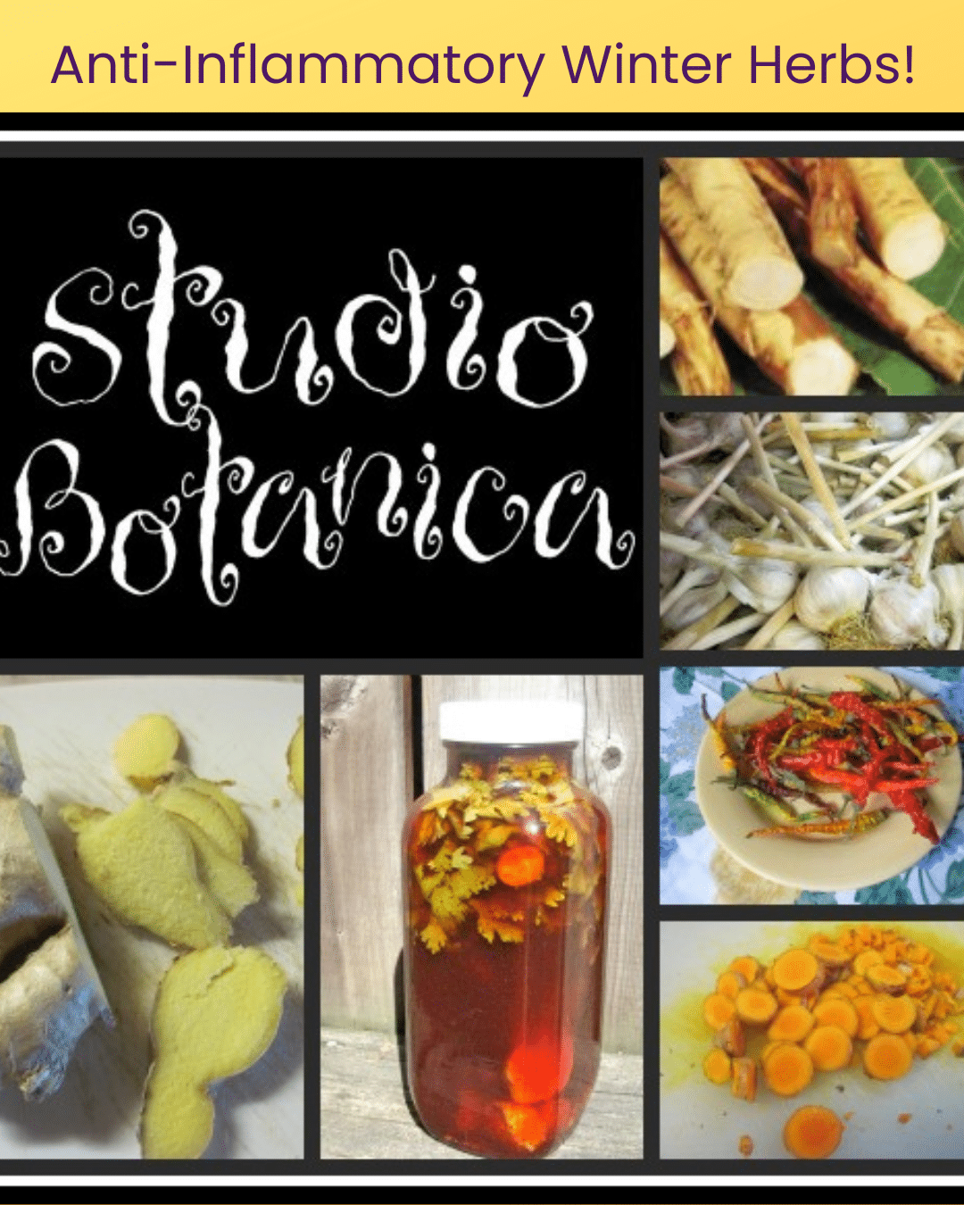 Juniper Berry Recipes - Studio Botanica